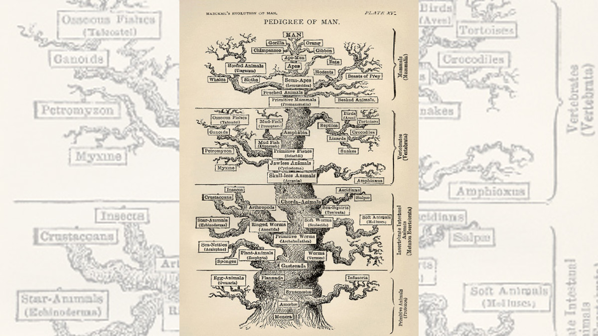 Big History Project: Life