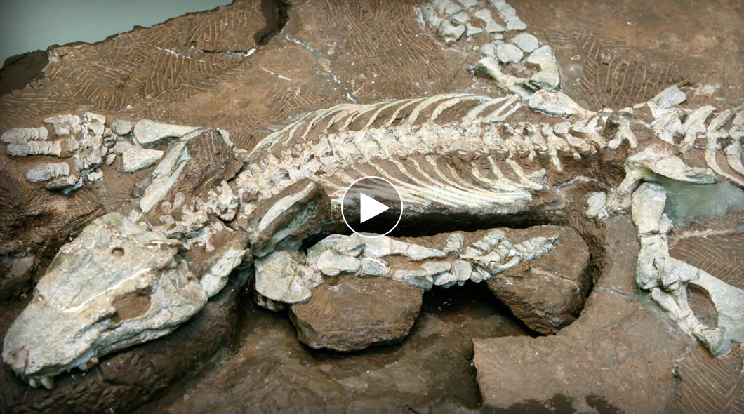 Big History Project: Life