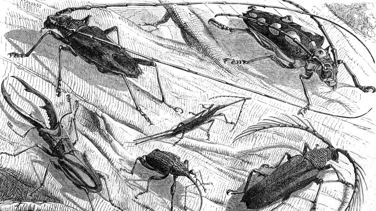 Big History Project: Life