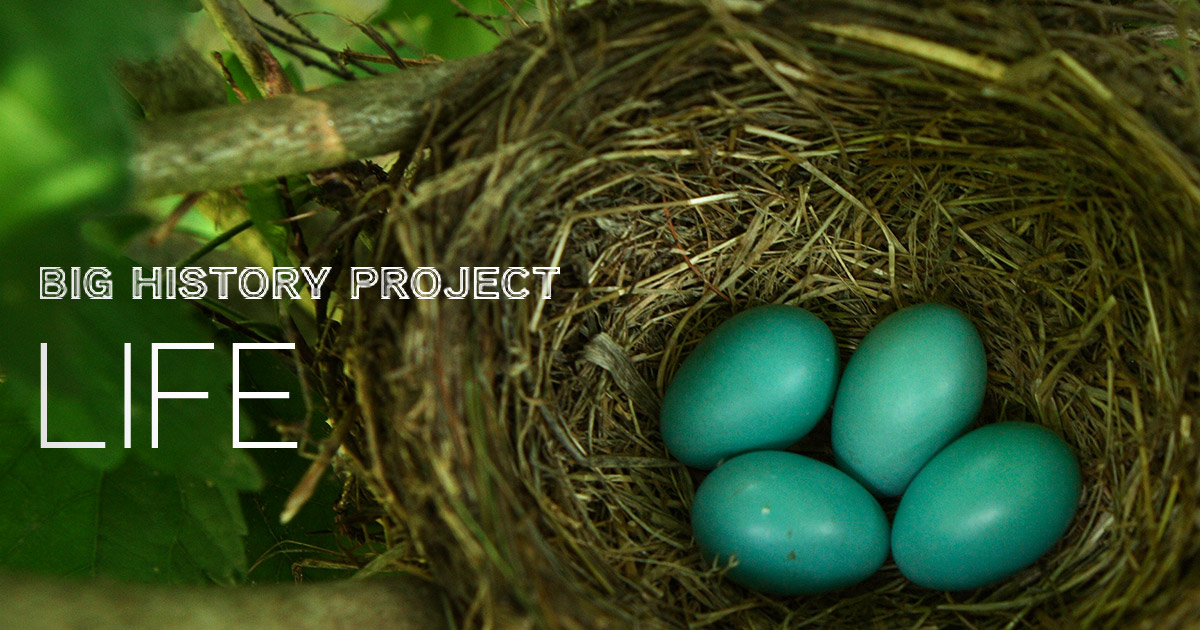 Big History Project: Life